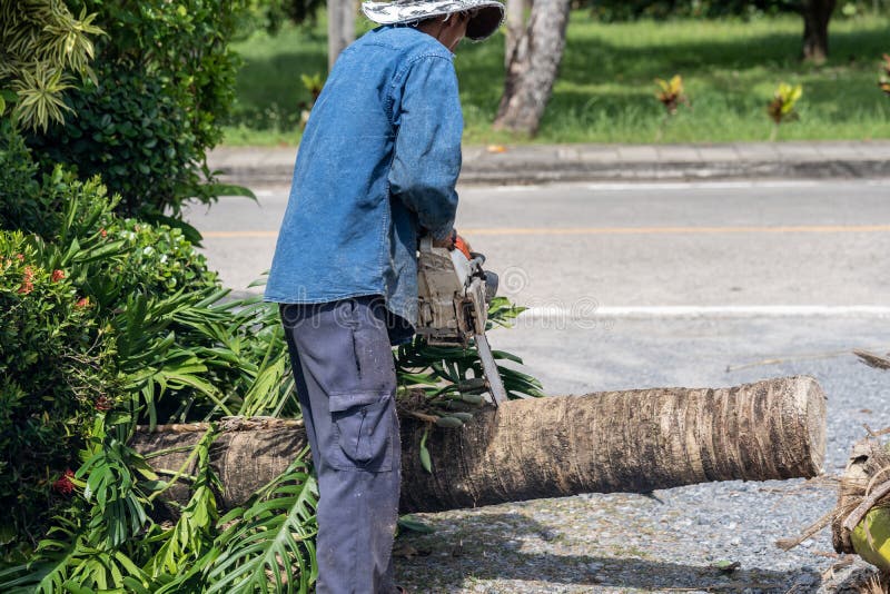 Man Cuts Tree Felling Tree with Chainsaw. Occupation Cut Tree Editorial ...