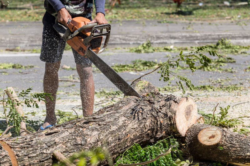 Man Cuts Tree Felling Tree with Chainsaw. Occupation Cut Tree Stock ...
