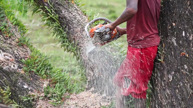 Man Cuts Tree Felling Tree with Chainsaw. Stock Footage - Video of tree ...