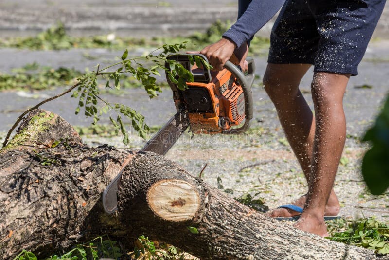 Man Cuts Tree Felling Tree with Chainsaw. To Work without Security ...