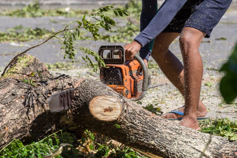 Man Cuts Tree Felling Tree with Chainsaw. To Work without Security ...
