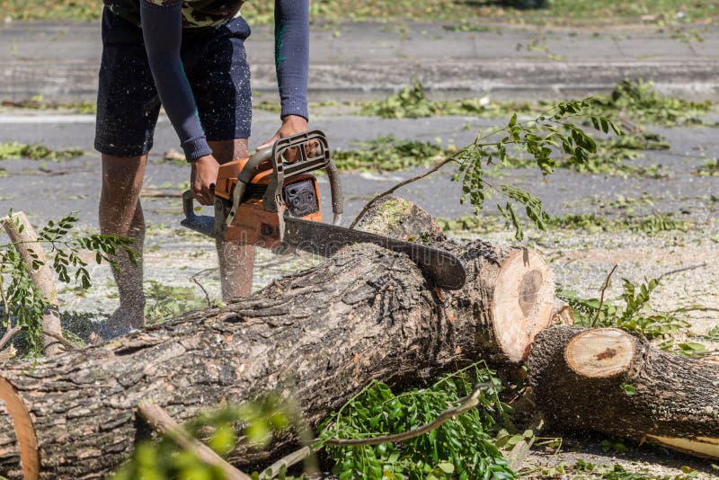 Man Cuts Tree Felling Tree with Chainsaw. To Work without Security ...