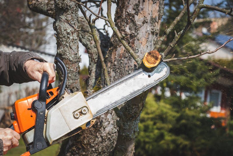 Man Using A Chainsaw To Fell A Tree Stock Photo - Image of sawdust ...