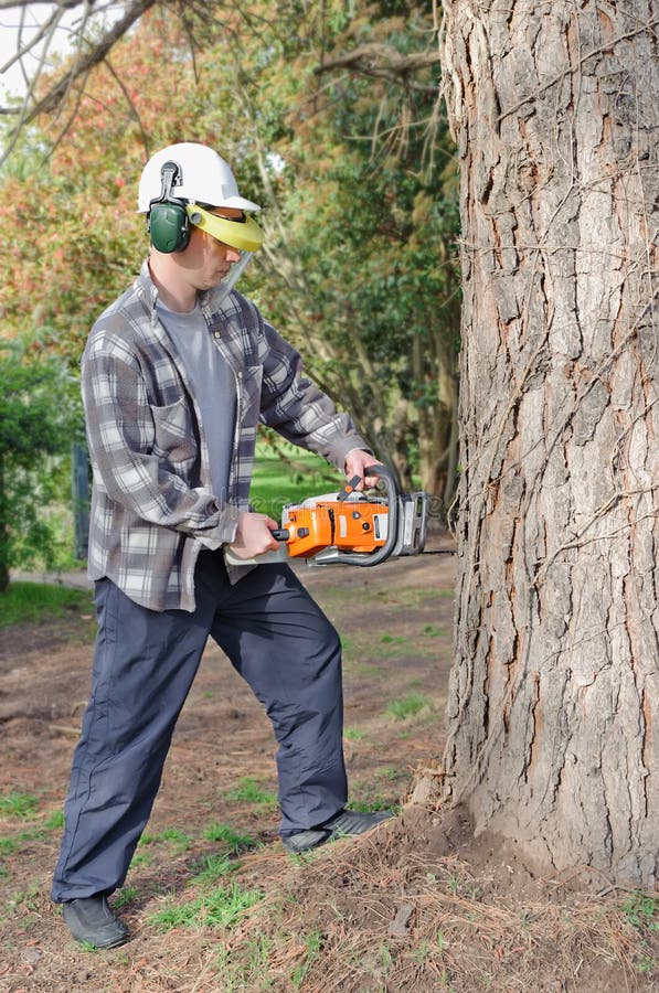 Man Cutting Down a Tree with a Chainsaw Stock Image - Image of lumber ...