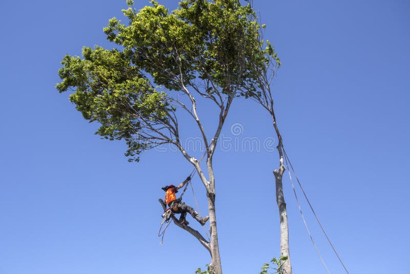 Man Cutting Down a Big Tree Editorial Stock Photo - Image of secure ...