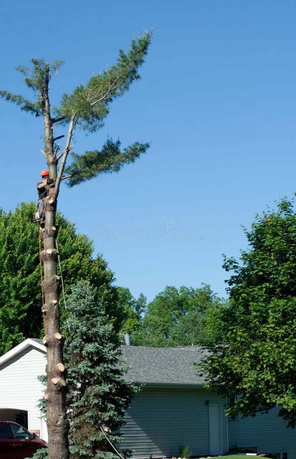 Man cutting down a tree stock image. Image of cutting - 11084917