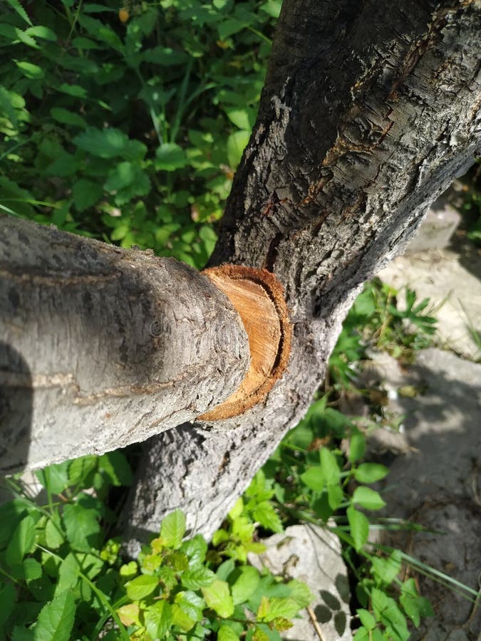 Man Cutting Down a Tree Sitting on a Large Tree Branch while Using a ...
