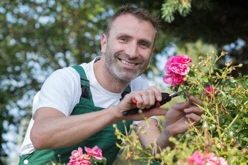 Man Cutting Flowers in Backyard Stock Photo - Image of lookingup ...