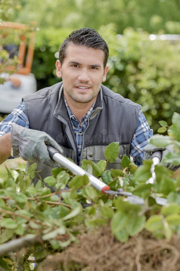 Man cutting hedges stock image. Image of clip, gardener - 336982935