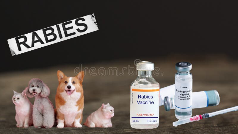 Man Cutting Icing from Chocolate Truffles. Homemade Chocolate Truffle ...