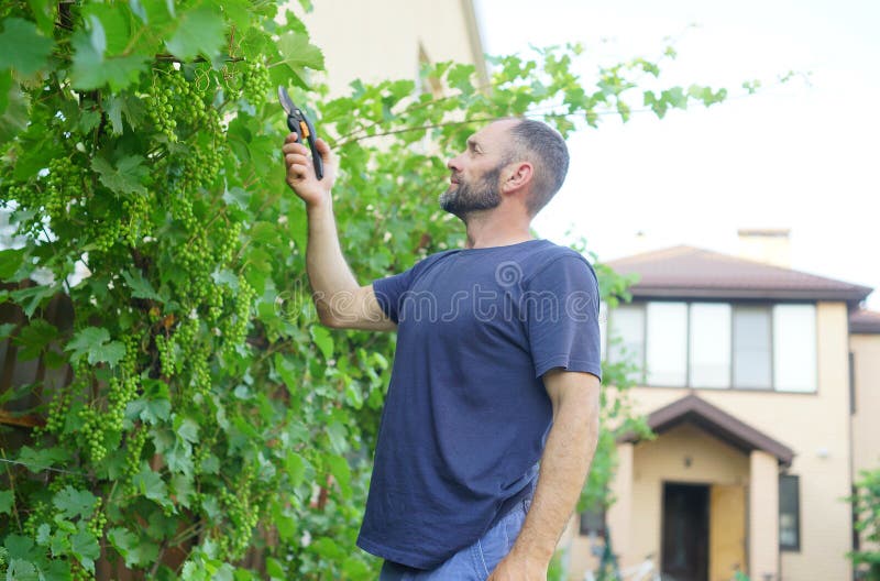 Man Cutting Off Grape Wine. Gardening Background. Summer Time Stock ...