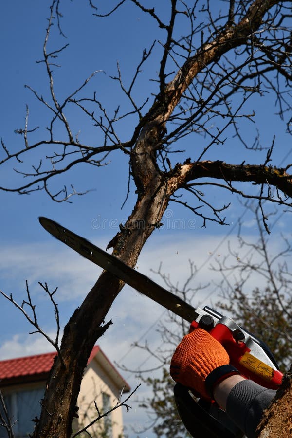 Man Hand in Orange Protective Glove Cut Rotten Tree with Chainsaw on ...