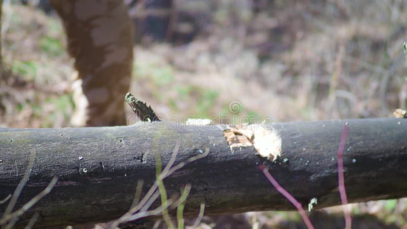 Man Cutting Tree by Axe in the Forest Stock Video - Video of lumberjack ...