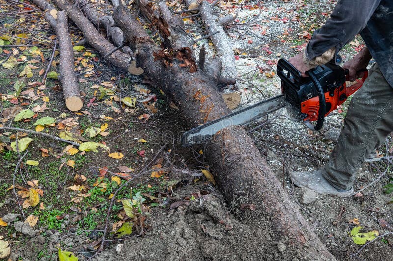 A Man Cutting a Tree with a Chainsaw Stock Photo - Image of metal ...