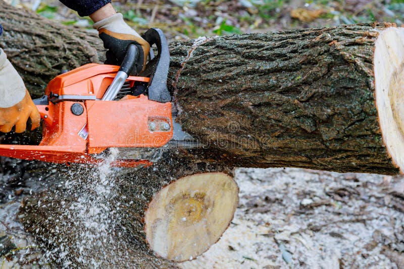 Man Cutting Tree with Chainsaw Down To Prevent Them from Falling Stock ...