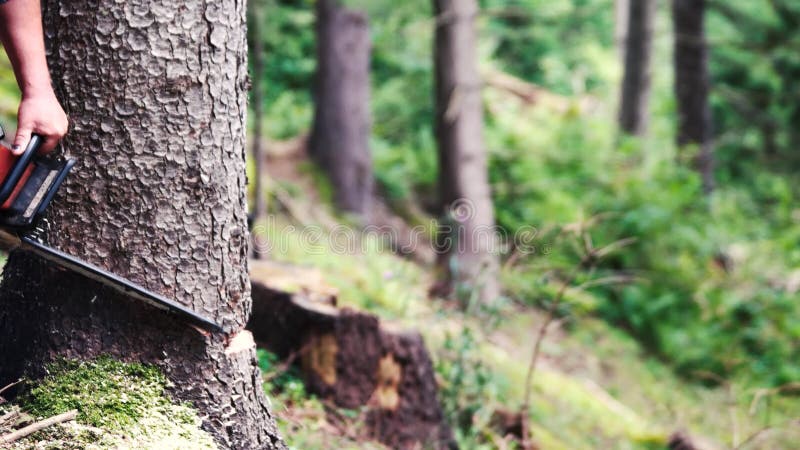 Cutting a Cut Tree Trunk into Boards Stock Video - Video of tree, steel ...