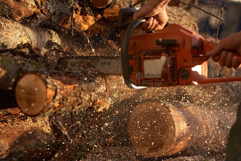 Man cutting down a tree stock image. Image of lumber - 11084917