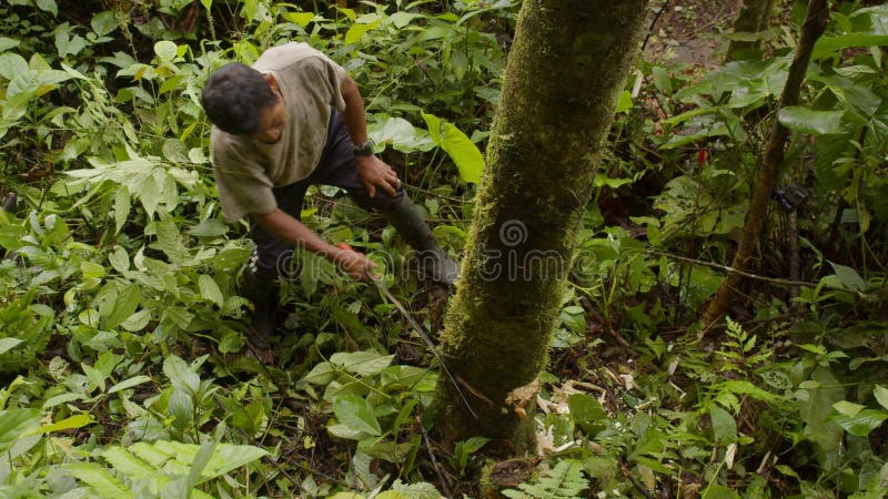 Man cutting tree in forest stock video. Video of footage - 158920385