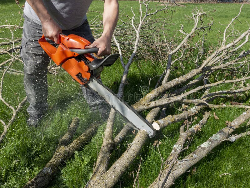 Man Cutting Tree Limbs with Chain Saw Stock Photo - Image of branch ...