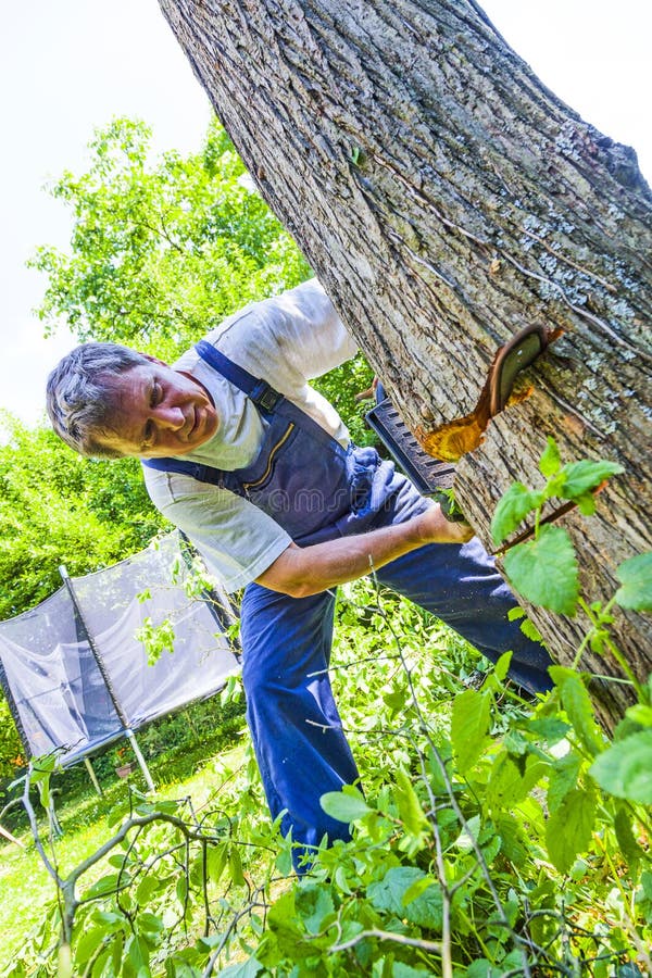 Man cutting a tree stock photo. Image of caucasian, hand - 37083452