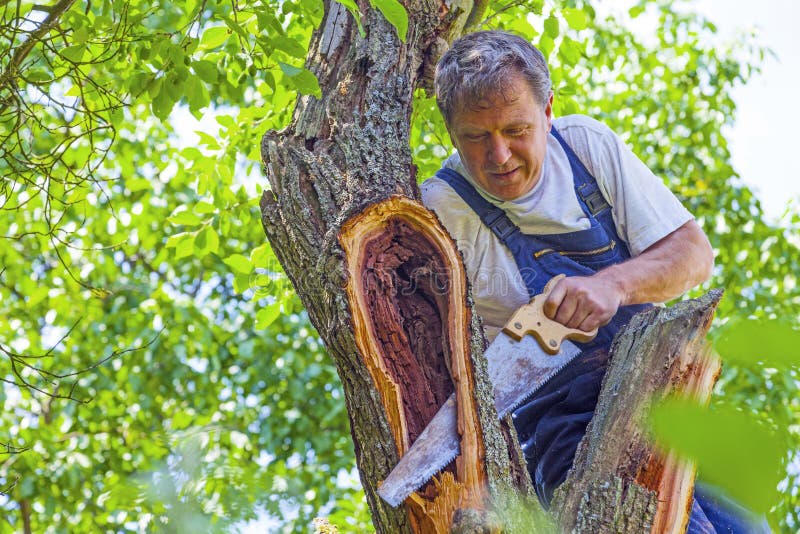 Man Cutting a Tree with Saw Stock Photo - Image of safety, leisure ...