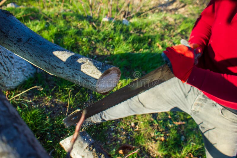 The Man is Cutting a Tree with the Saw, Man Working in a Garden on Tree ...