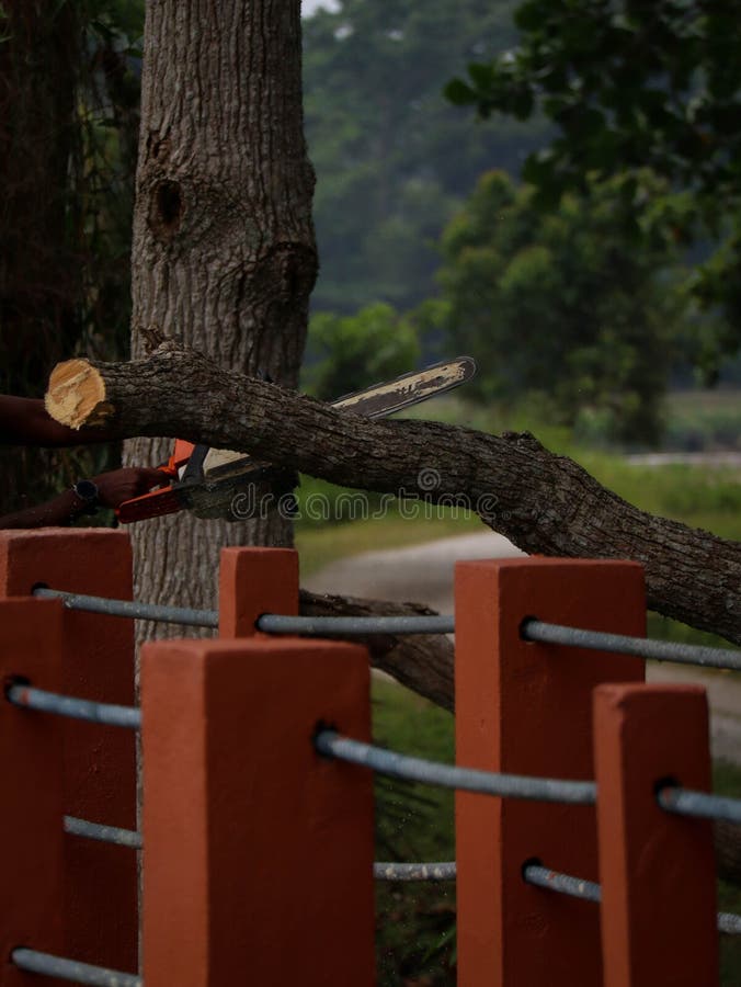 Man Cutting Tree Trunk in the Park Stock Photo - Image of public, park ...