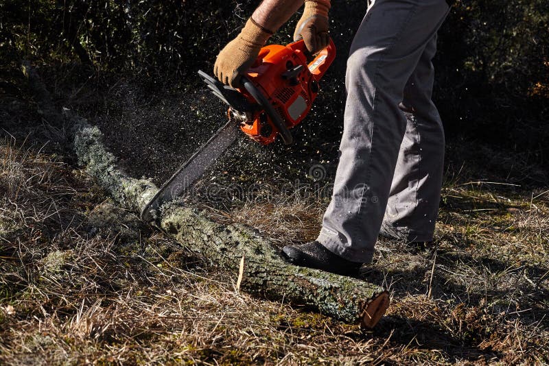 Man Cutting Trees Using an Electrical Chainsaw in the Forest Stock ...