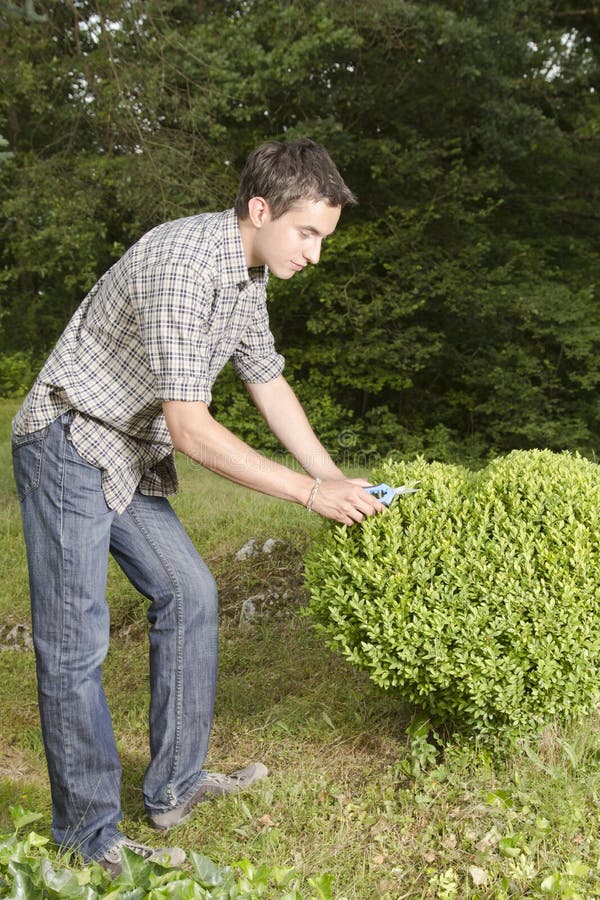 Man Cutting and Trimming Box Tree Heart Stock Photo - Image of sunny ...