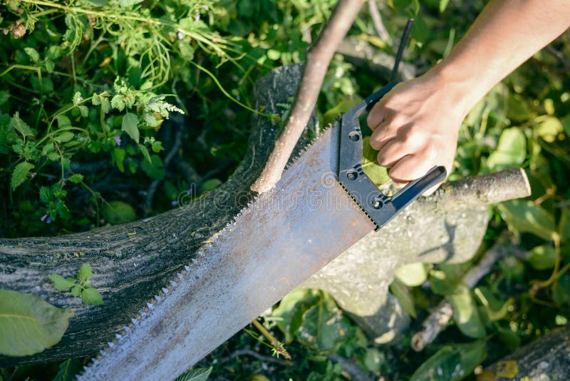 Man Cutting a Wood Tree with a Hand Saw on Green Outdoors Stock Photo ...