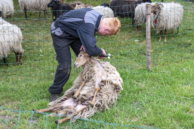 Cutting the Wool Off a Sheep Stock Image - Image of cutting, mountain ...