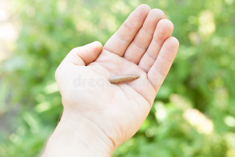 A Man Demonstrating a Bullet Stock Photo - Image of weapon, catch: 80701194