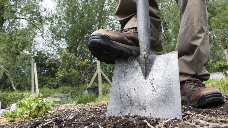 Man Digging the Earth with a Garden Spade Stock Photo - Image of garden ...