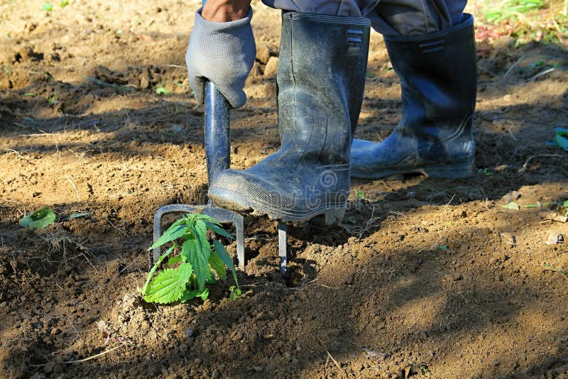 Man digging garden stock photo. Image of countryside - 122750080