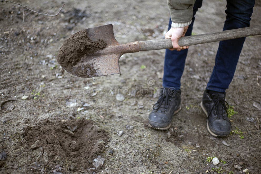 Man Digging Ground for Planting Trees. Gardener Digs Stock Photo ...