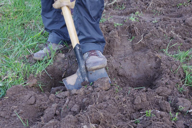 Gardening - Man Digging Over The Soil Stock Photo - Image of field ...