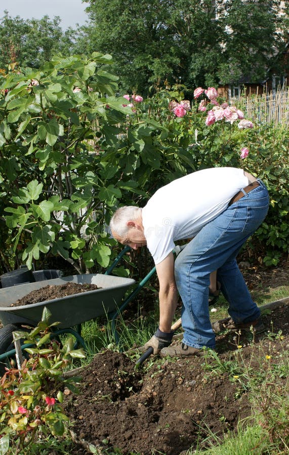 Man digging his allotment stock photo. Image of hard - 20381776