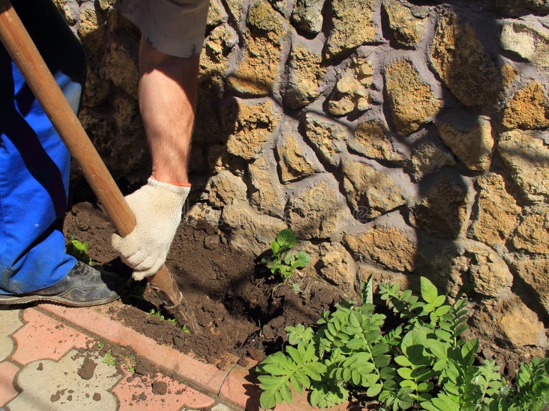 Man digging stock photo. Image of people, community, person - 30406526