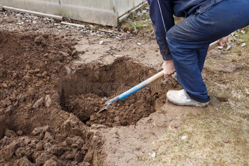 Man Digging a Hole for Planting a Fruit Tree in the Garden Stock Image ...
