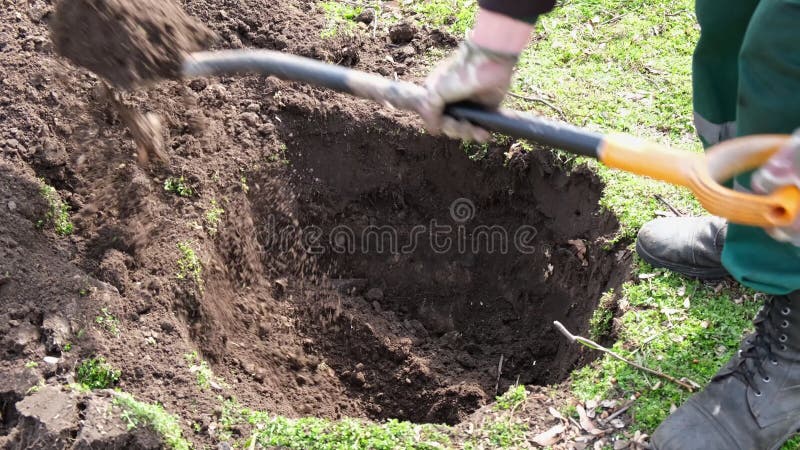 The Man Digging a Hole with a Shovel in the Ground. Tree Planting. a ...
