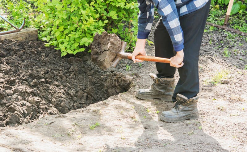 Old man digging in garden stock image. Image of flowers - 10230161