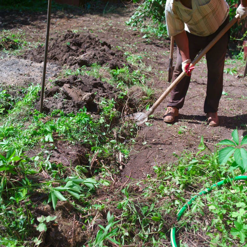 Man Digging the Soil with Spud Stock Image - Image of spring, soil ...