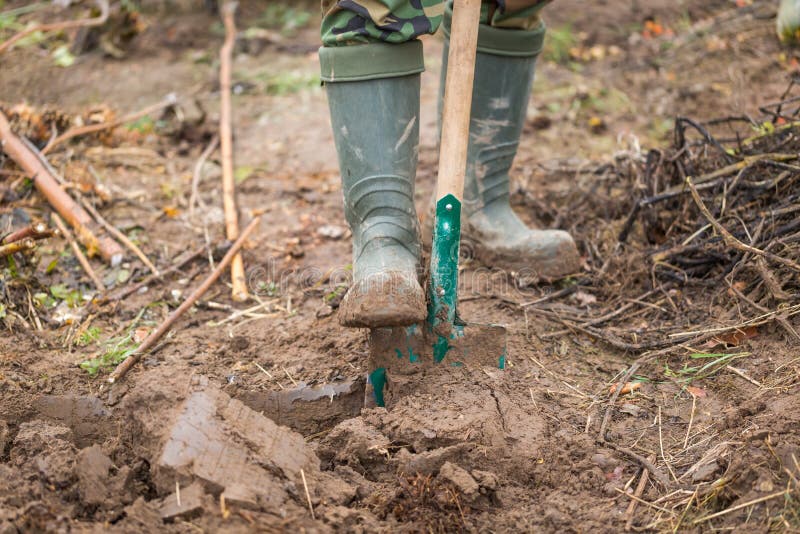 Man Digging with Spade in Garden Stock Image - Image of cultivate, farm ...