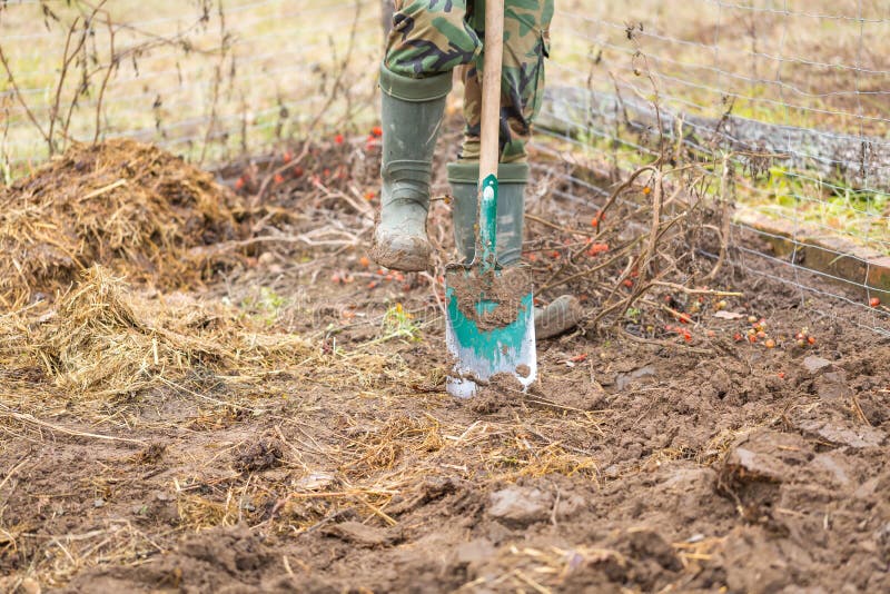 Man Digging with Spade in Garden Stock Image - Image of agriculture ...