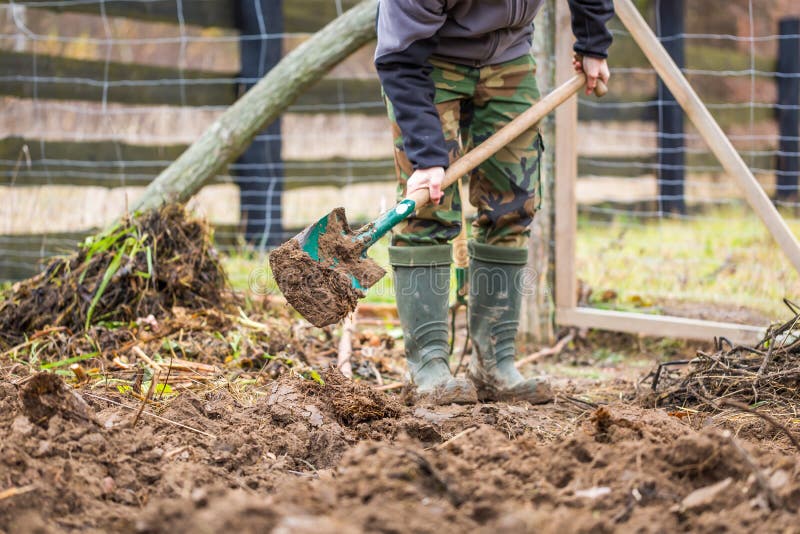 Man Digging with Spade in Garden Stock Image - Image of male, ground ...