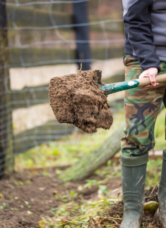 Man Digging with Spade in Garden Stock Image - Image of farm, garden ...