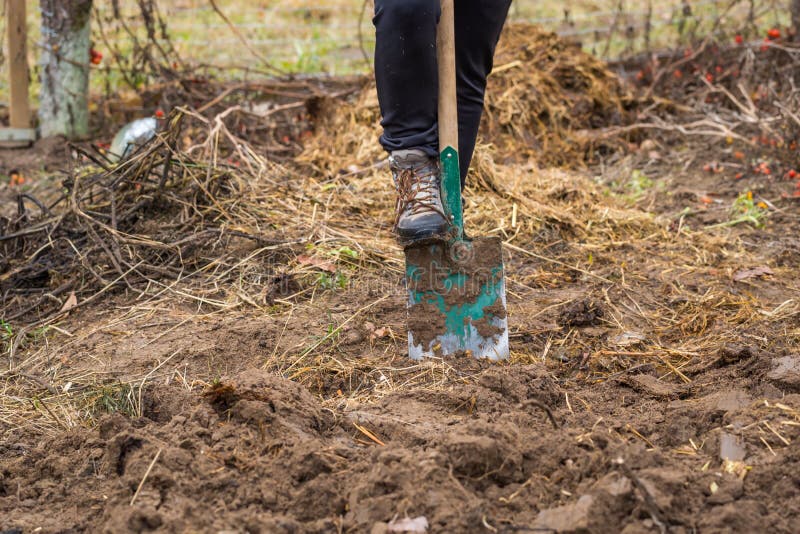 Man Digging with Spade in Garden Stock Photo - Image of equipment ...