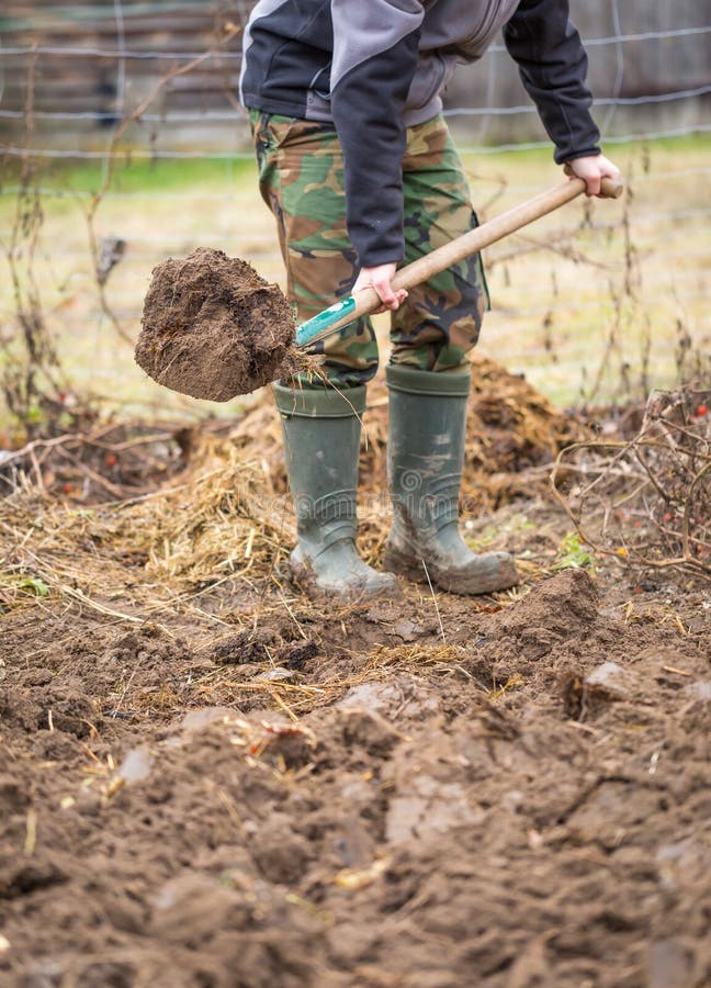 Man Digging with Spade in Garden Stock Image - Image of equipment, male ...