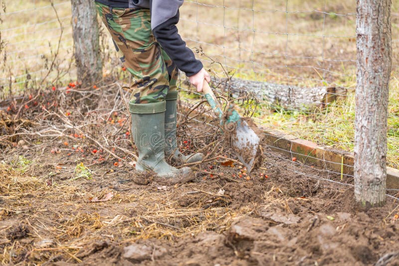 Man Digging with Spade in Garden Stock Image - Image of season, digging ...