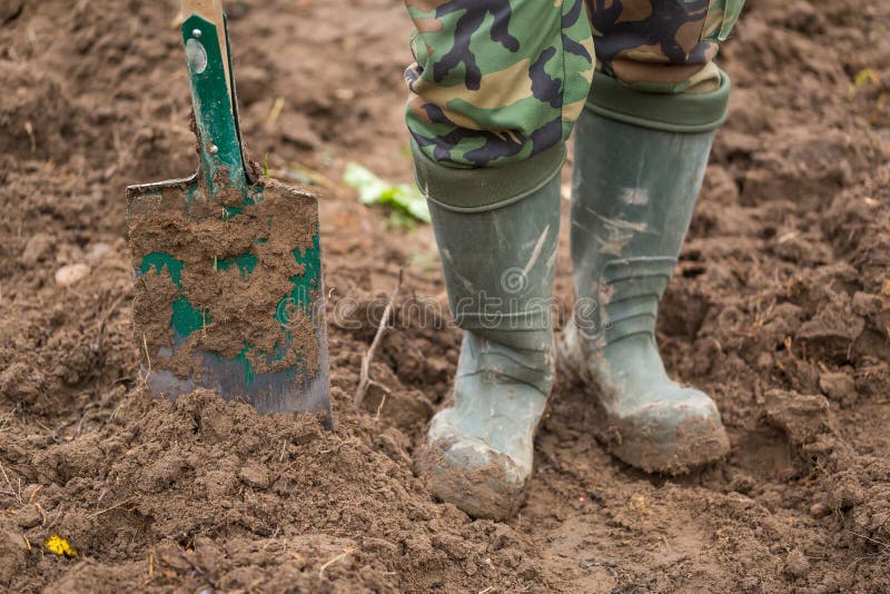Man Digging with Spade in Garden Stock Image - Image of season ...
